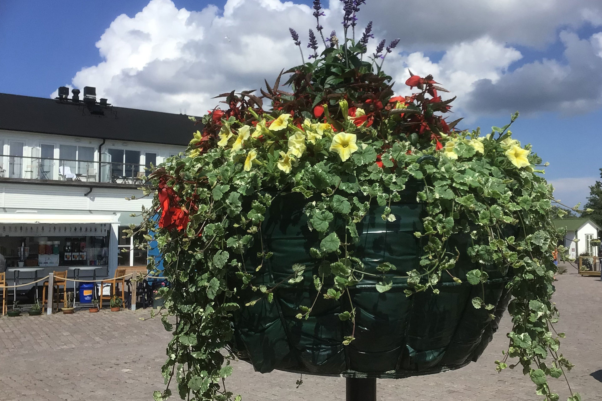 Vad växer i våra blomkrukor? - Mörbylånga kommun