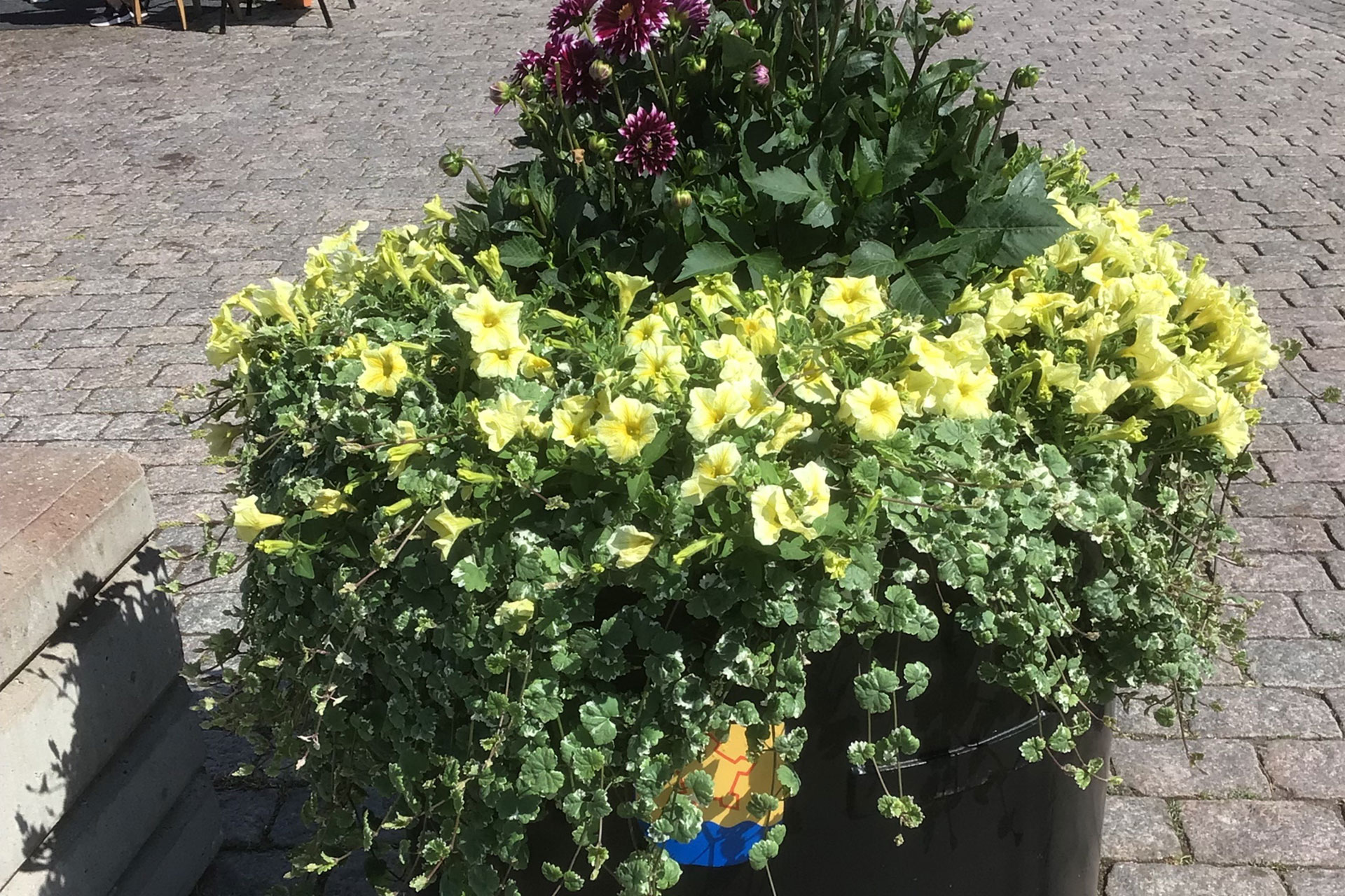 Vad växer i våra blomkrukor? - Mörbylånga kommun